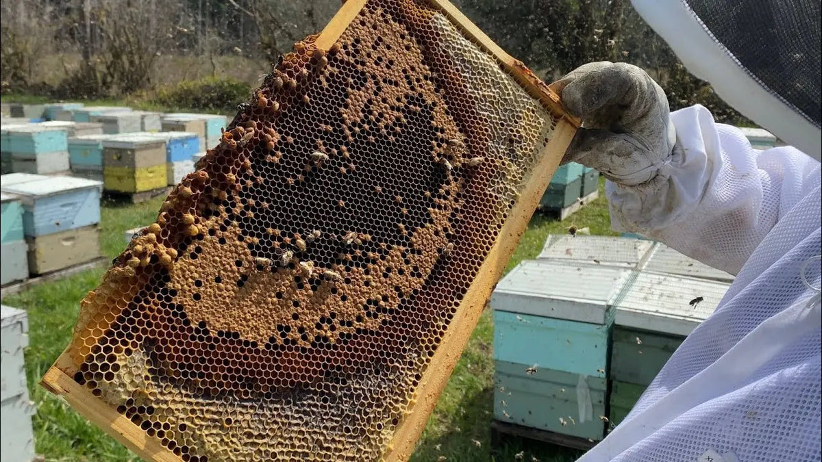 The Silent Spring of 2025: Why Our Honey Bees Are Vanishing—and Why It ...